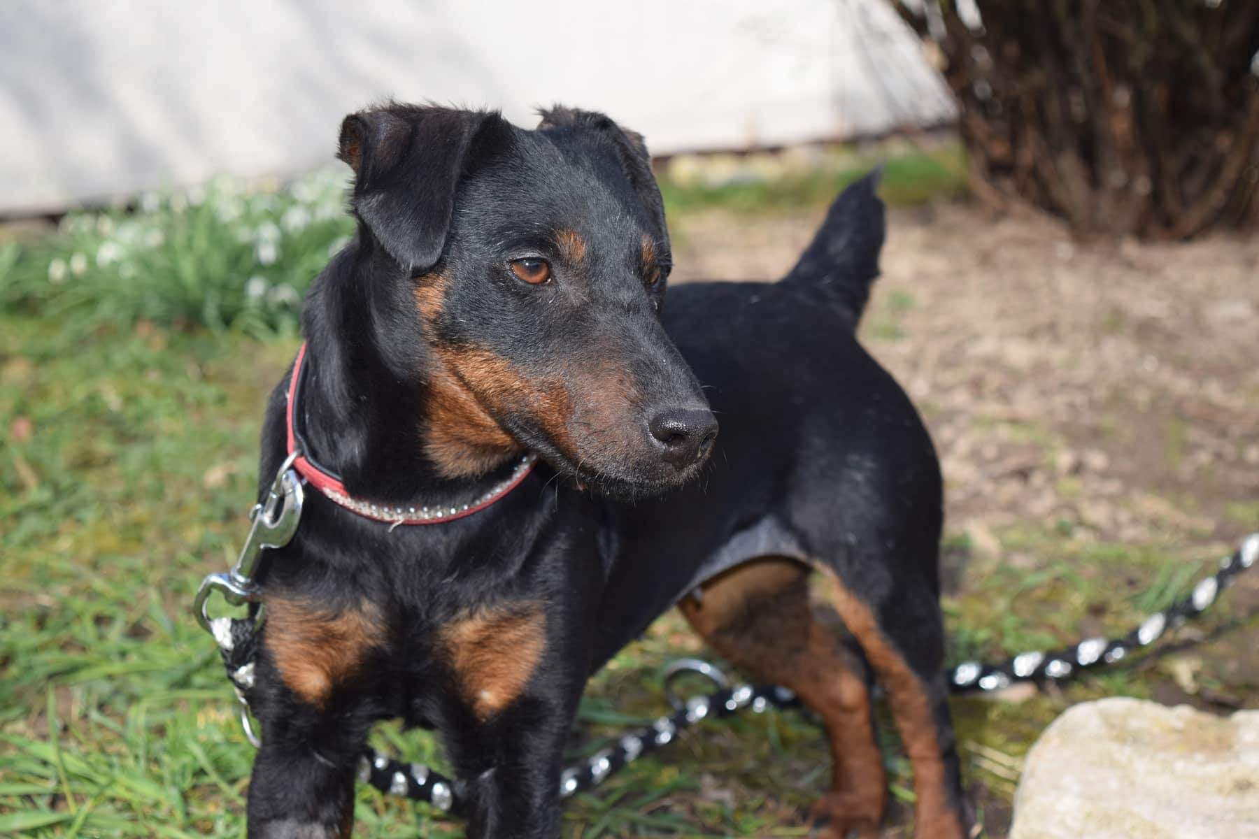 Lilli benötigt besondere Unterstützung – Tierrettungsdienst Freiburg ...