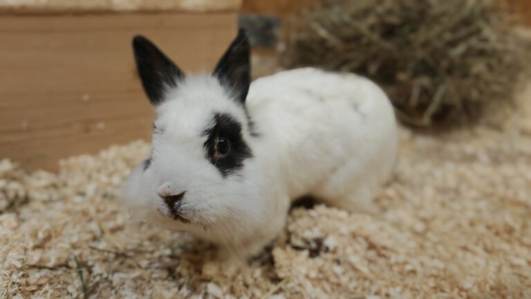 Yuki – Tierrettungsdienst Freiburg | Hilfswerk Tier und Natur e.V ...
